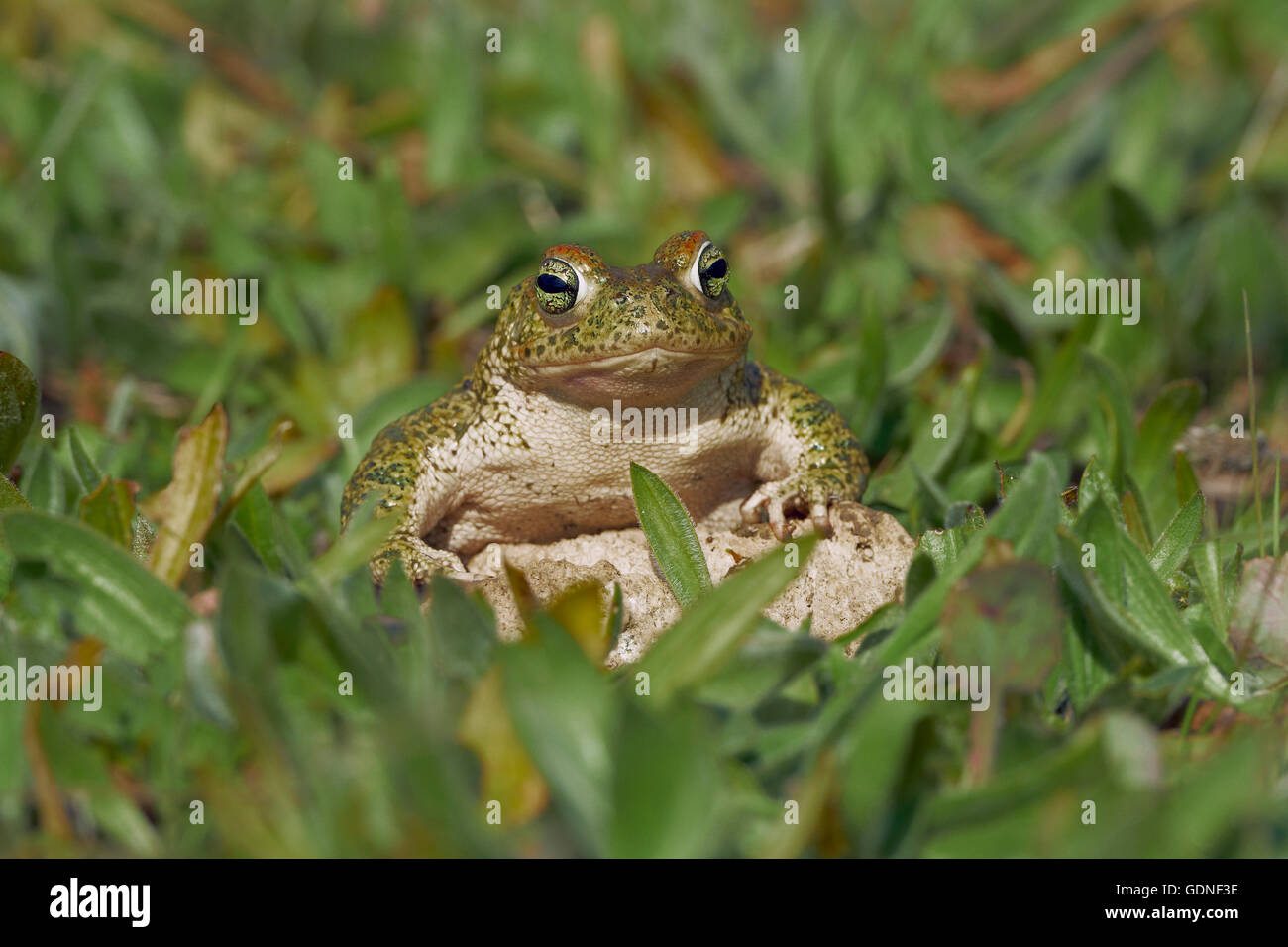 Sapo Corredor, Natterjack Toad, Bufo calamita, Benalmadena, Malaga ...
