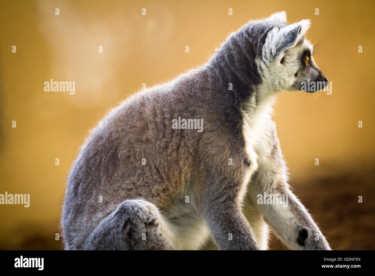 Lemures ghosts or spirits hi-res stock photography and images - Alamy