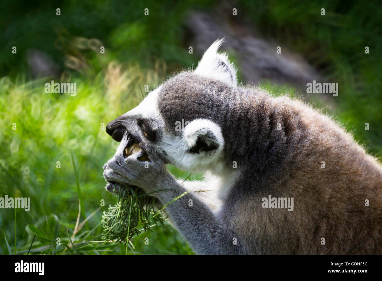 Lemures ghosts or spirits hi-res stock photography and images - Alamy