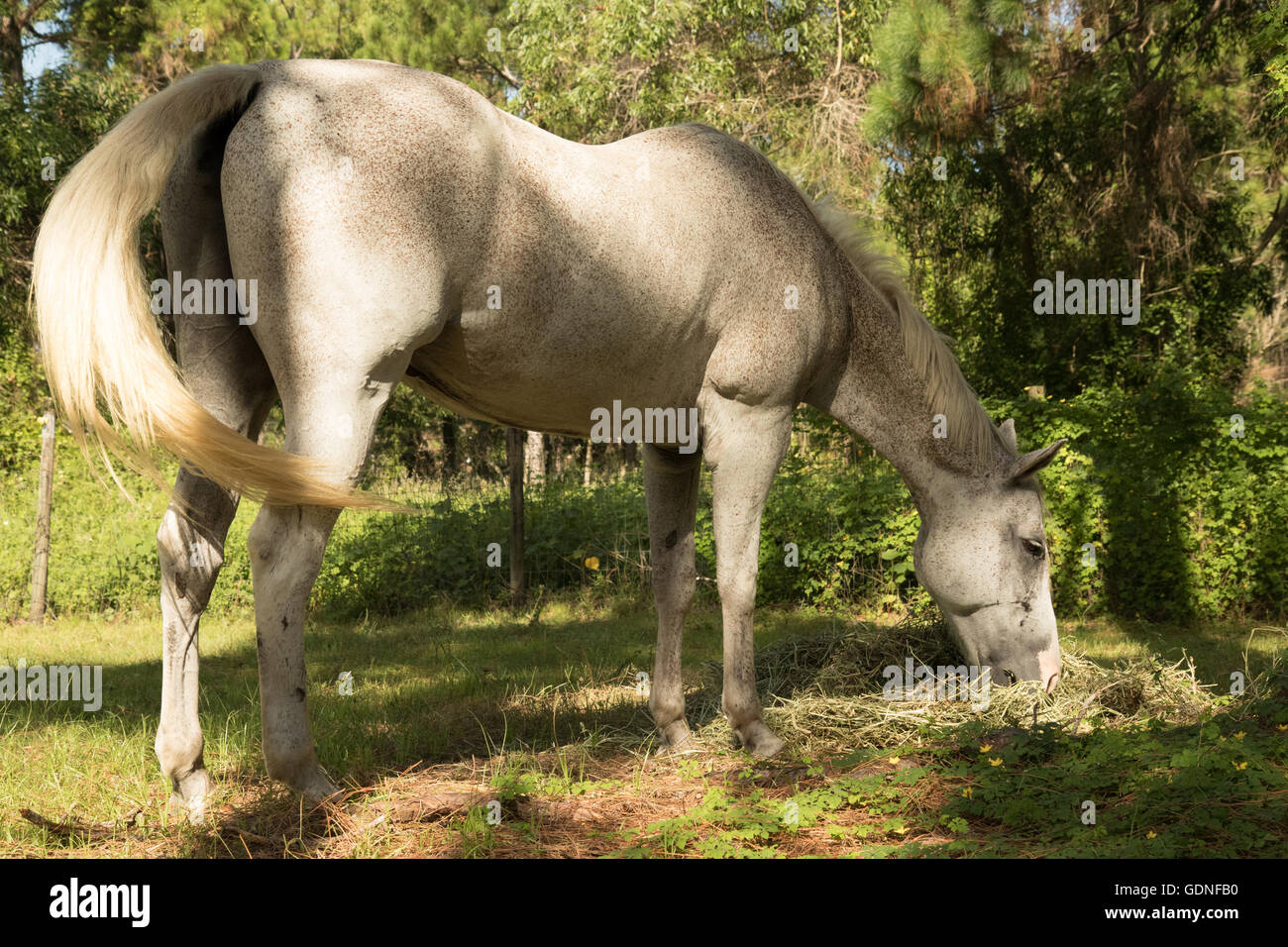 Handsome horse hi-res stock photography and images - Alamy