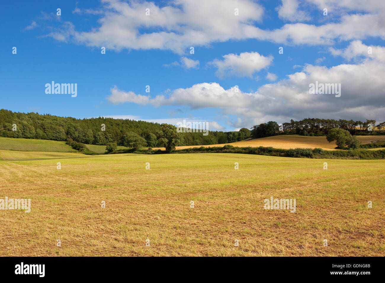 A beautiful summer landscape of the Yorkshire wolds with a freshly ...