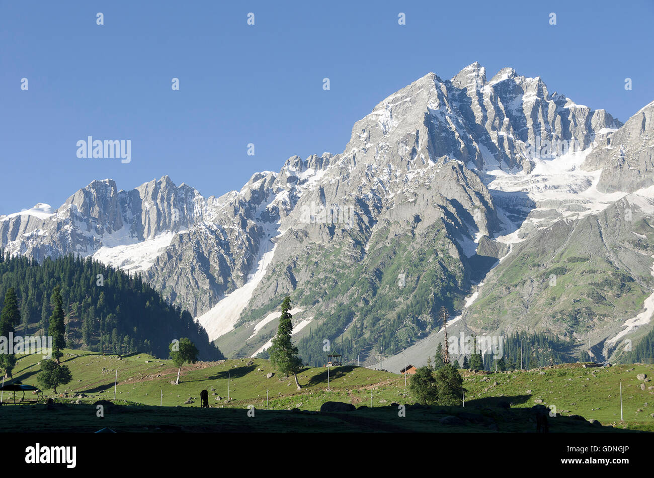 Himalayan pine forest hi-res stock photography and images - Alamy