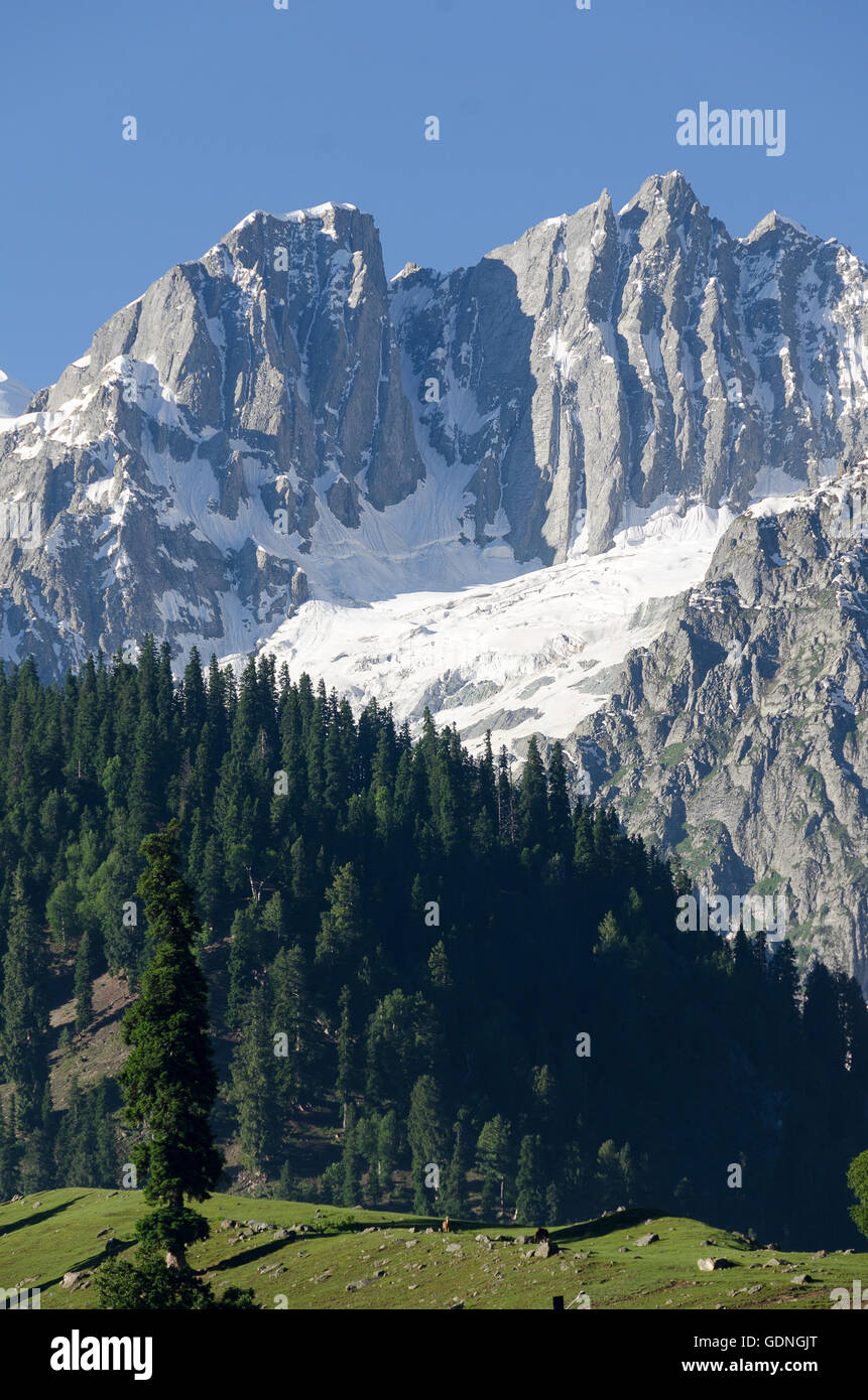 Himalayan Mountains, pine forest and grassy hills, Sonomarg, Jammu and ...