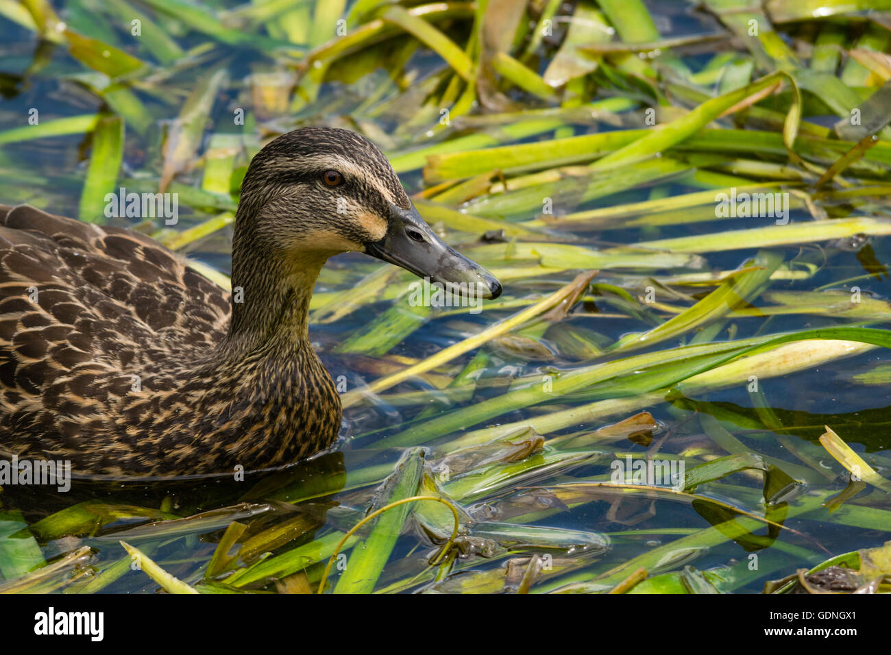Long neck duck hi-res stock photography and images - Alamy