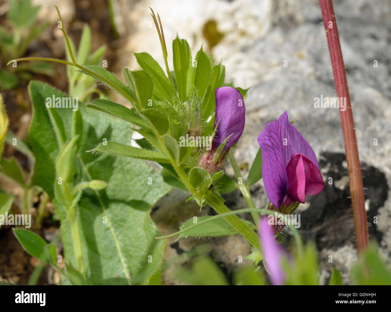 Common Vetch - Vicia sativa Wild Flower from Cyprus Stock Photo - Alamy