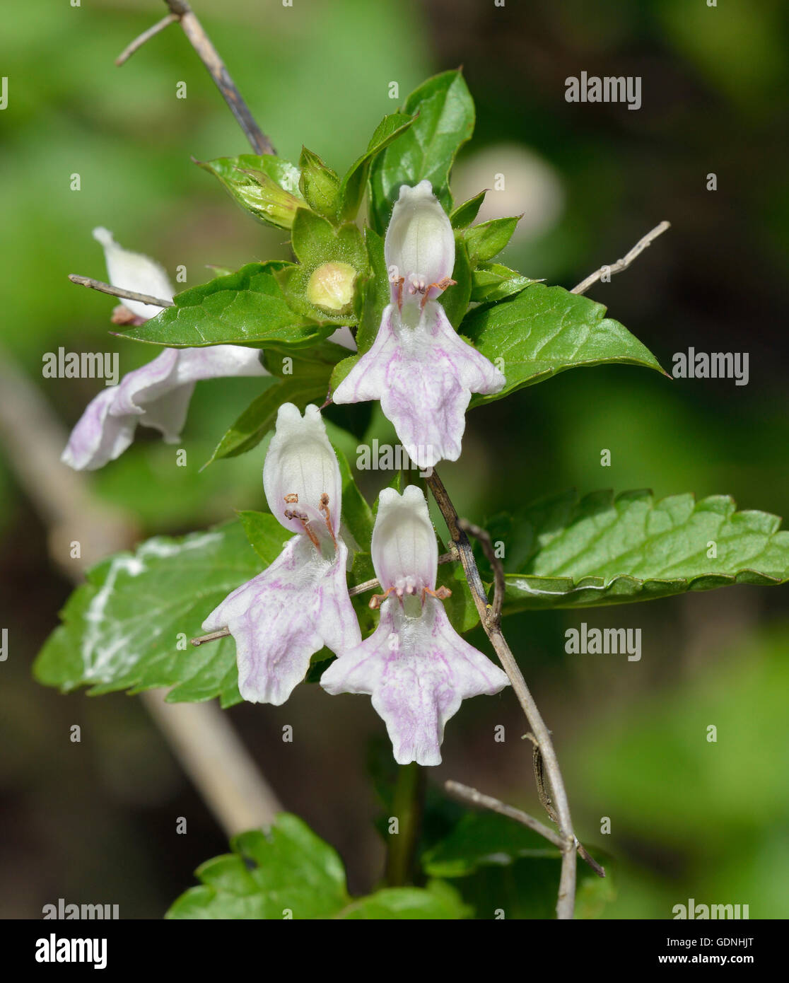 Hedge nettle hi-res stock photography and images - Alamy