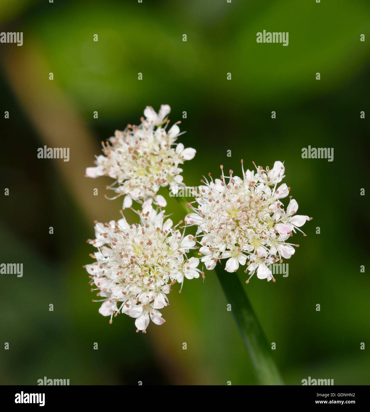 Tubular water dropwort oenanthe fistulosa hi-res stock photography and ...