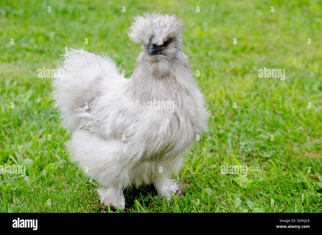 Fluffy Chicken Rooster
