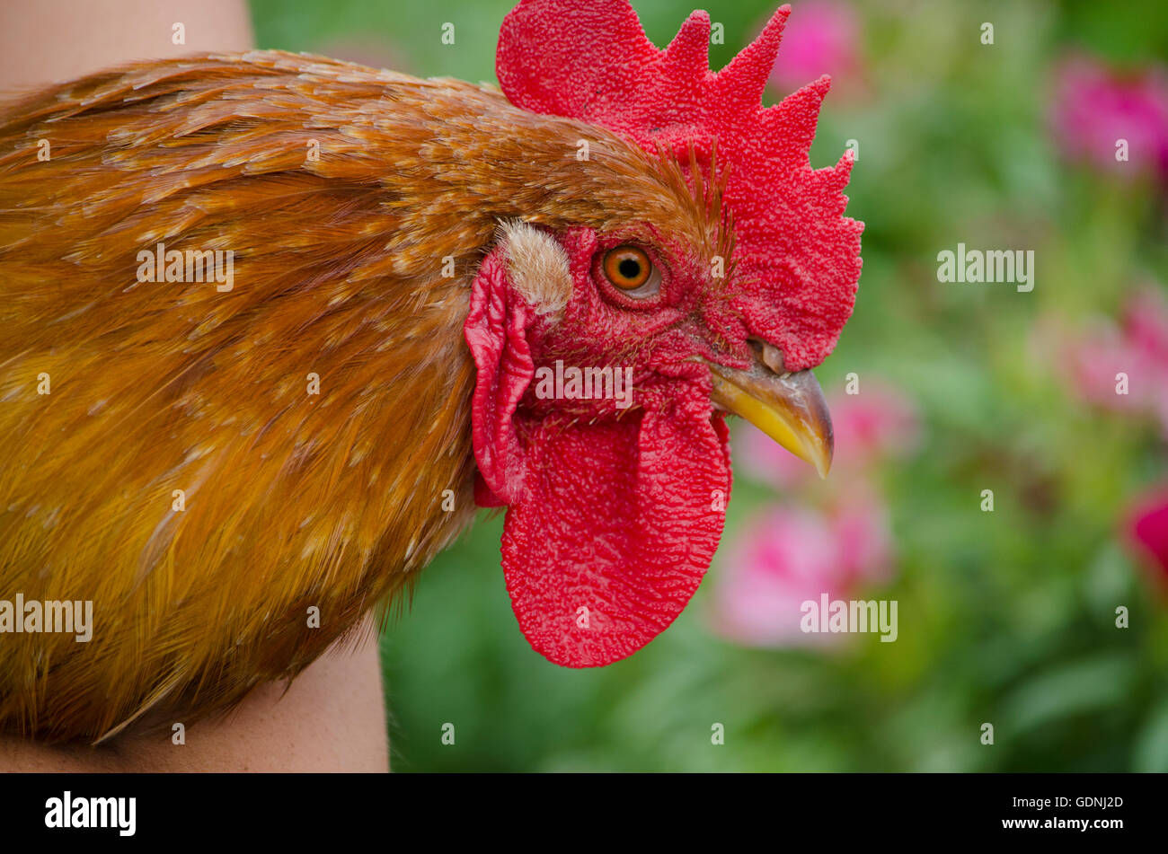 Poultry head of a rooster thoroughbred,bird, breed, economy, farmer ...