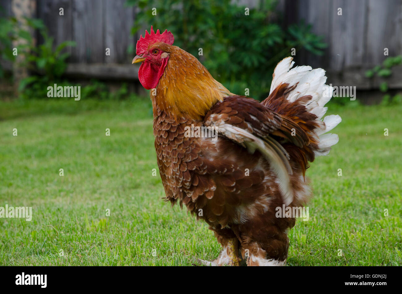 The poultry a rooster thoroughbred waves wings,a bird, a rooster, a ...