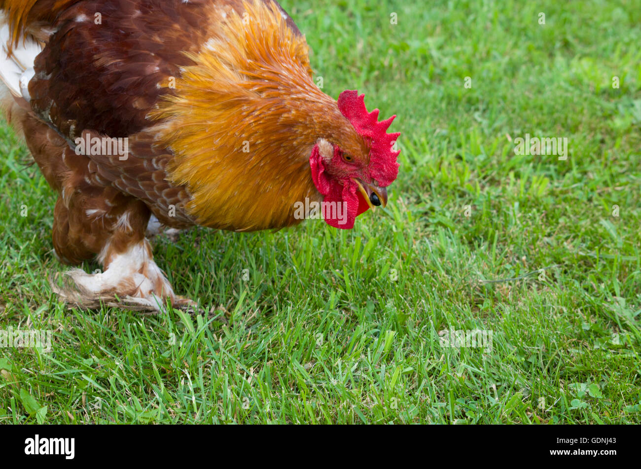 Poultry farming hi-res stock photography and images - Alamy