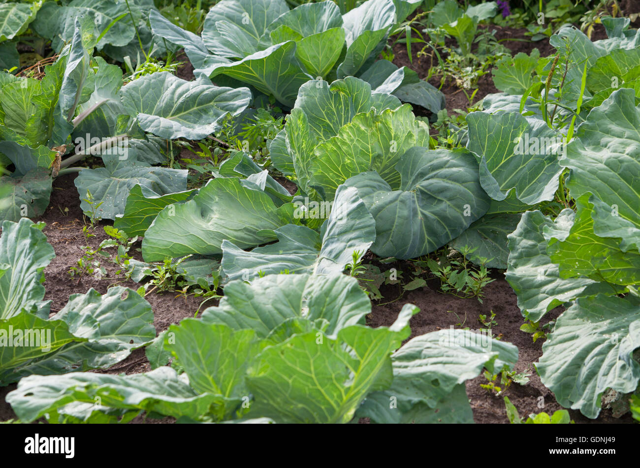 the cabbage grows on a bed green, a kitchen garden, economy, green to ...