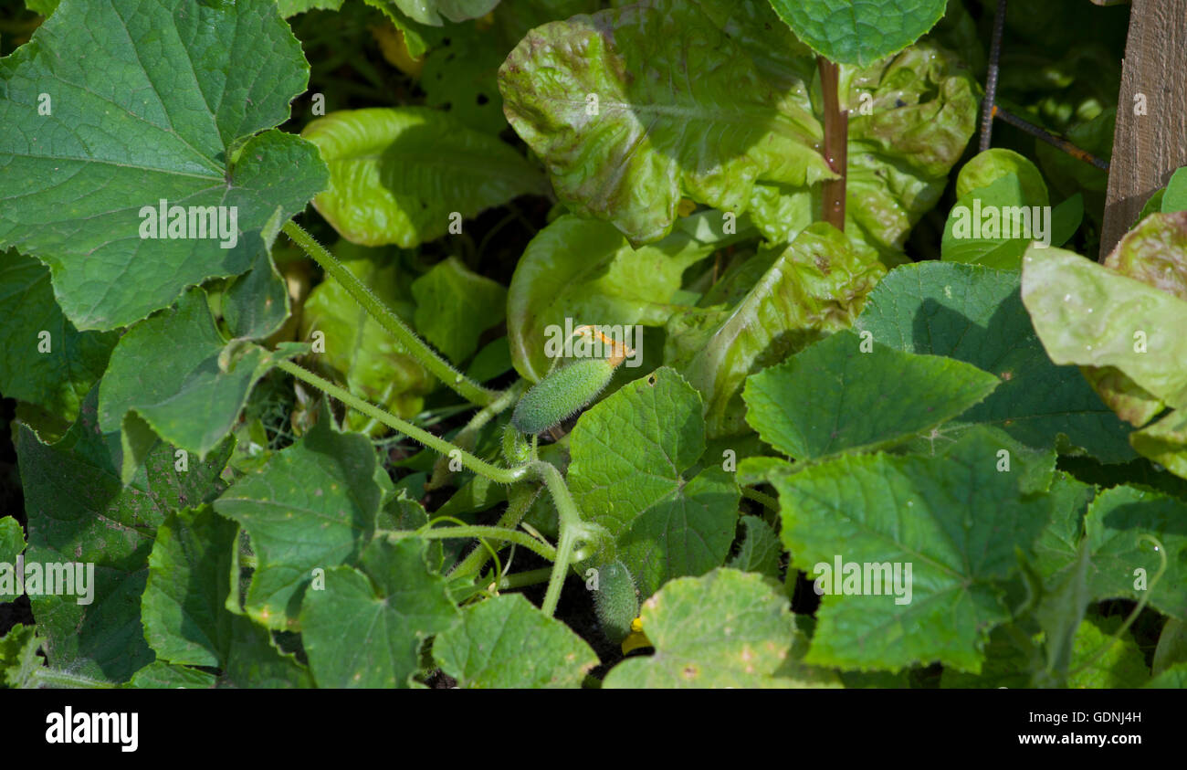 The cucumber small on a bed among leaves,a bed,a kitchen garden ...