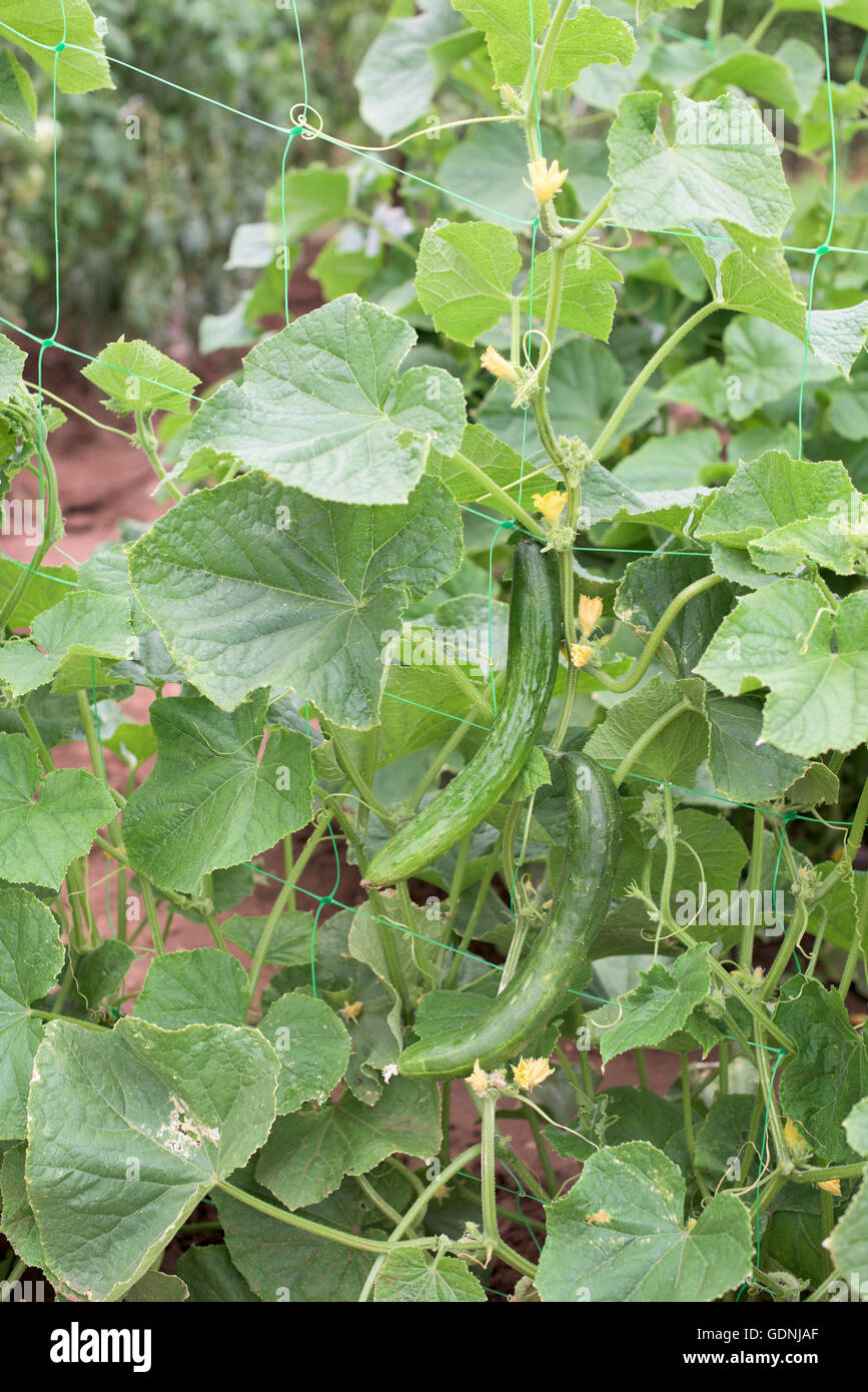 Cucumber Plant Stock Photos & Cucumber Plant Stock Images - Alamy