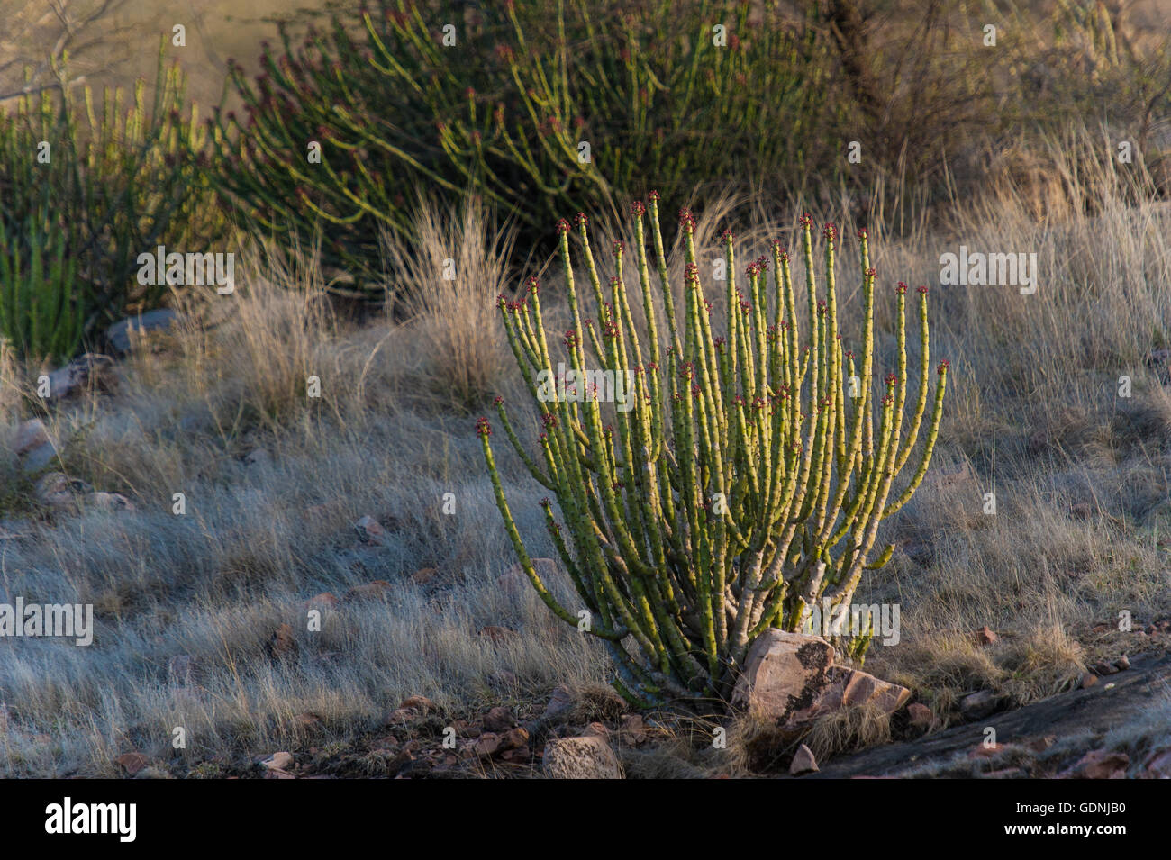 Euphorbias, Euphorbia caducifolia, Euphorbiaceae, Ranthabore National ...