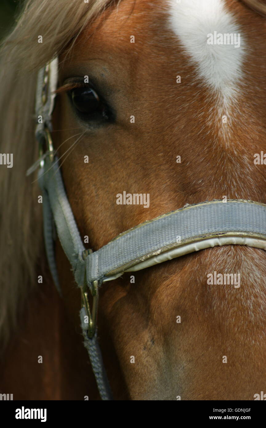 Horses view hi-res stock photography and images - Alamy