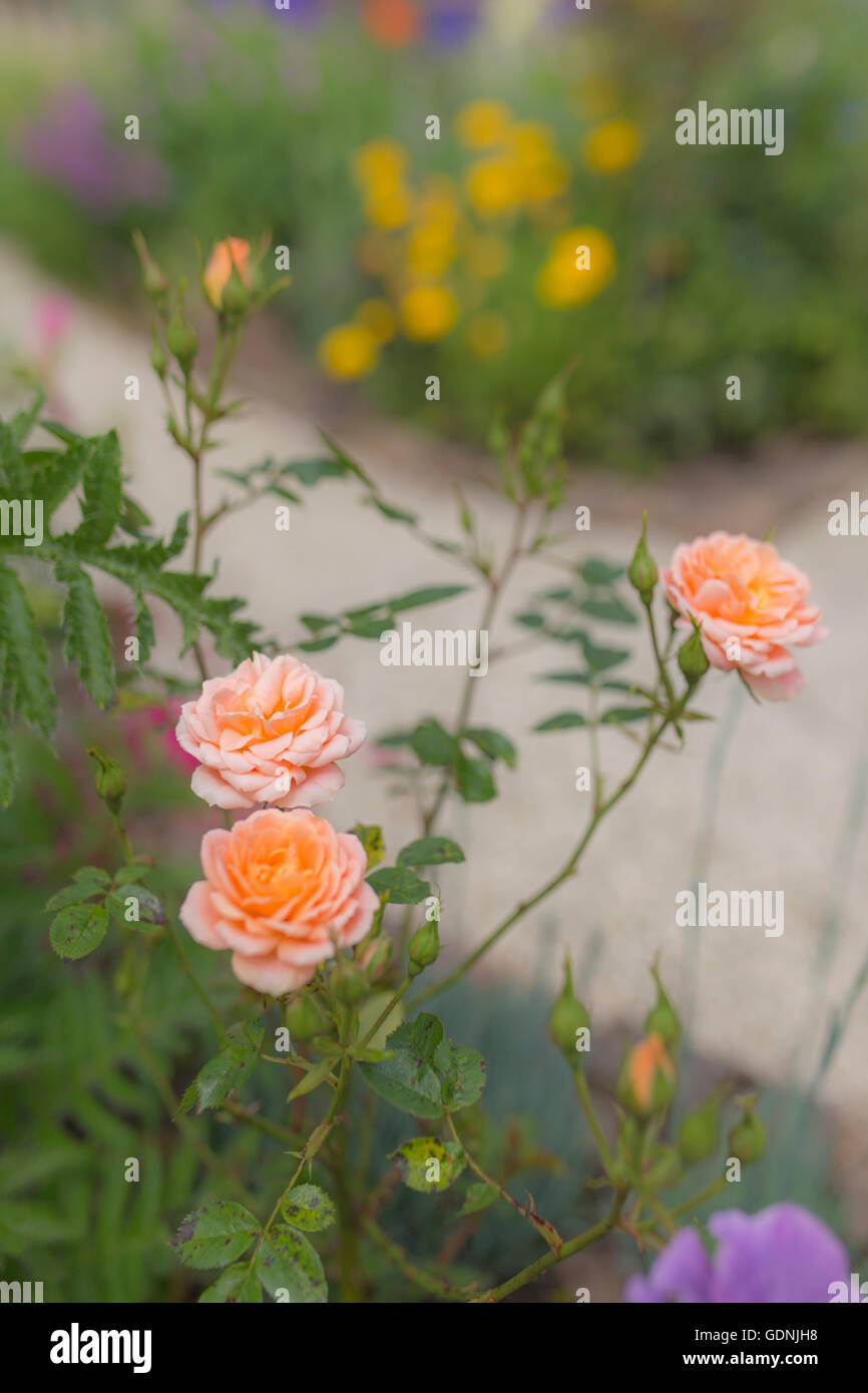 Rose cottage hi-res stock photography and images - Alamy