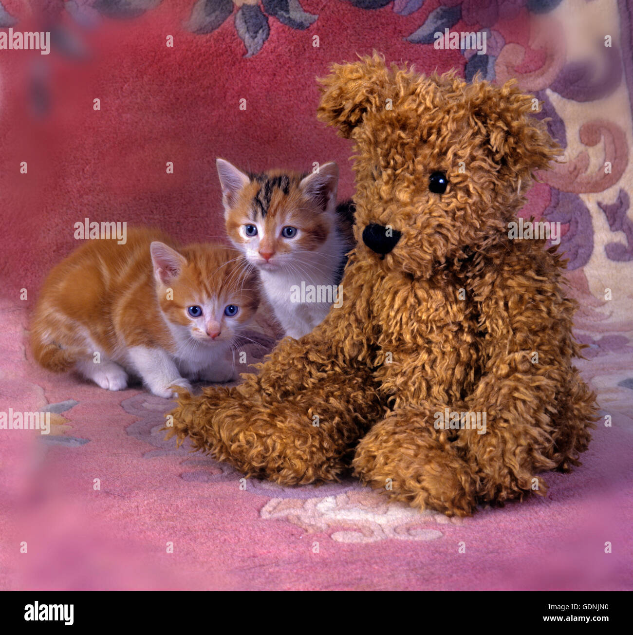 Tortoishell Kittens with teddy bear a studio portrait Stock Photo - Alamy