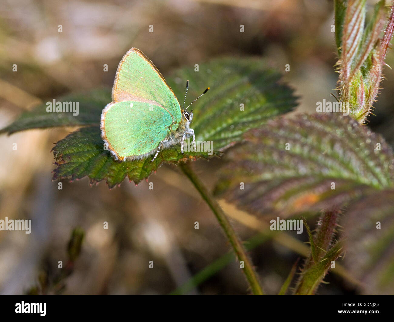 Green Hairstreak (Callophrys rubi) Butterfly on bramble Stock Photo - Alamy