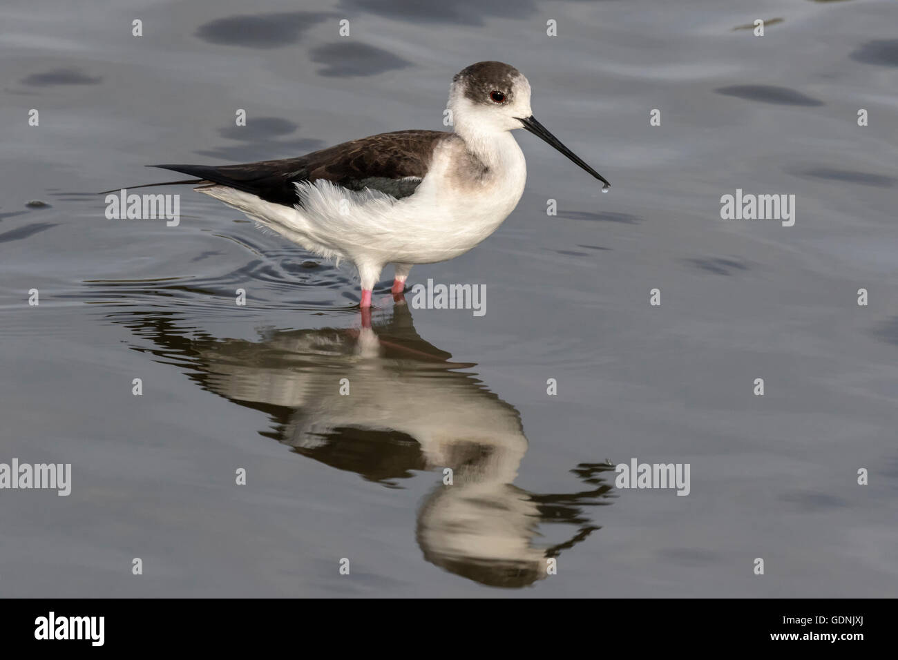 Black winged Stilt Stock Photo - Alamy