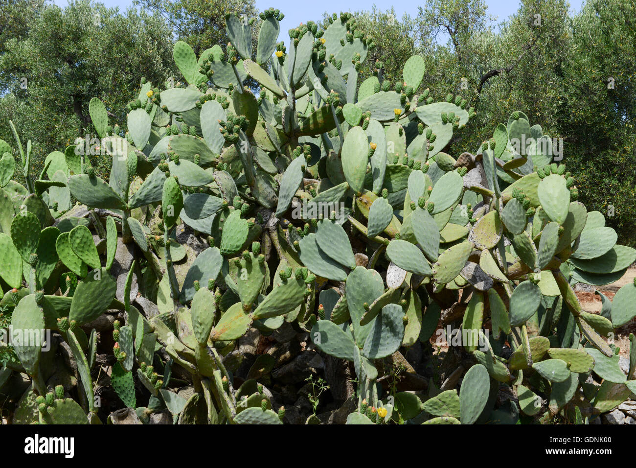 Big cactus tree in Salento on Puglia, Italy Stock Photo - Alamy