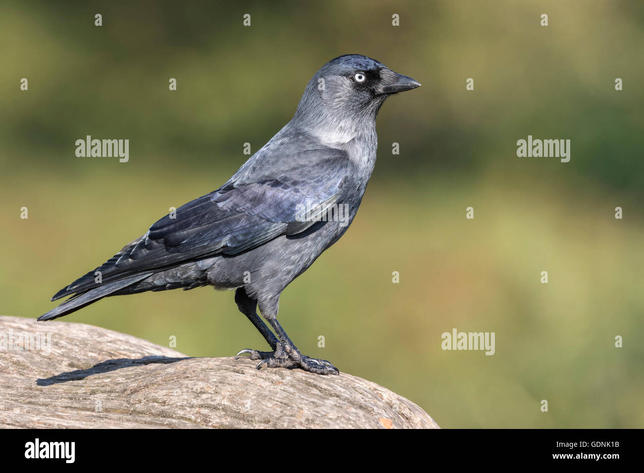 Adult european jackdaw hi-res stock photography and images - Alamy