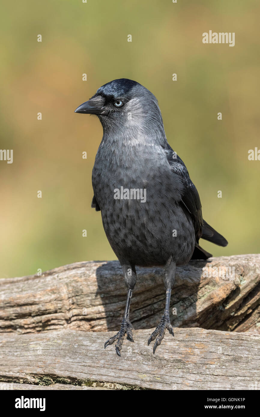 Jackdaw crow hi-res stock photography and images - Alamy