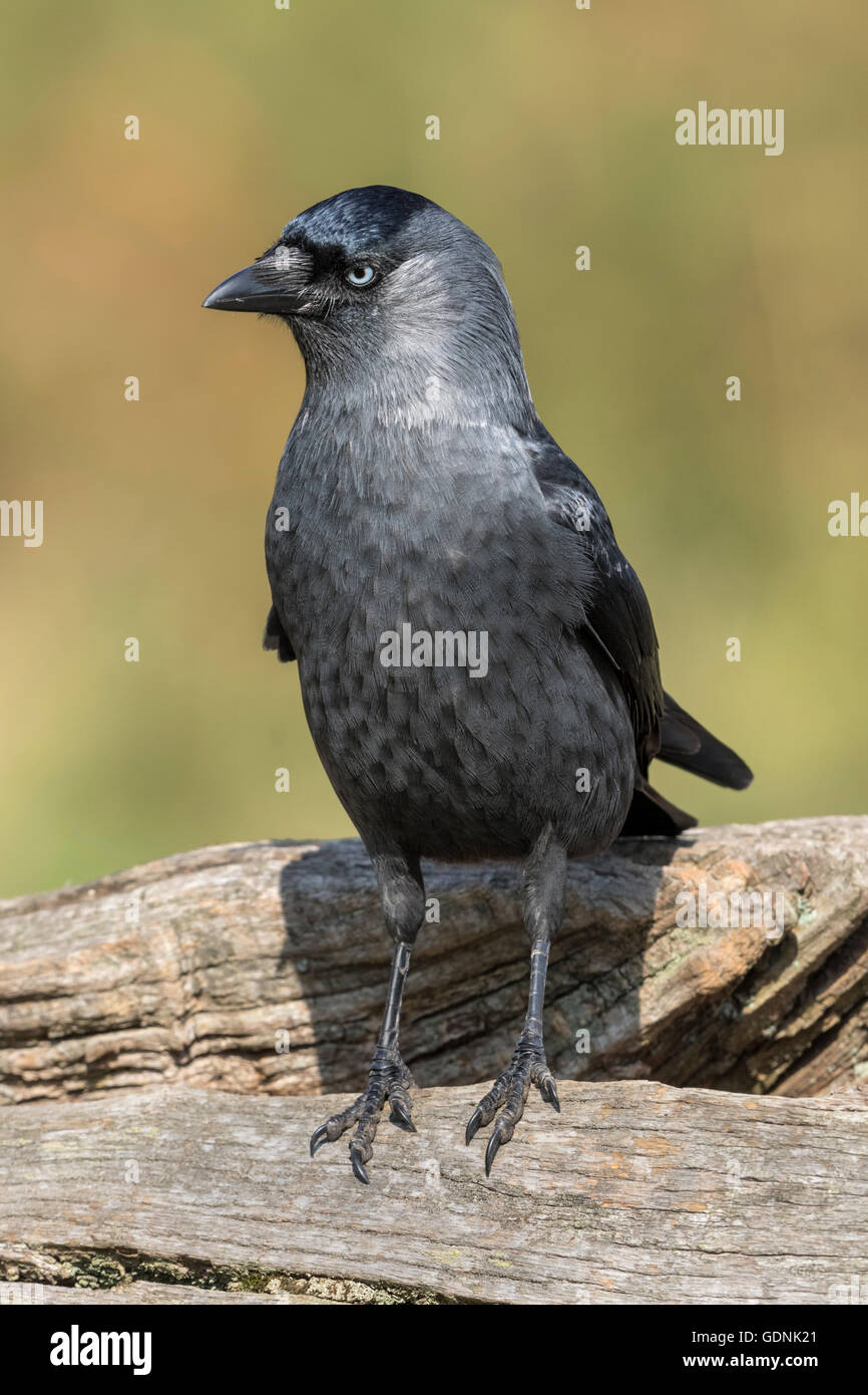 Small corvid hi-res stock photography and images - Alamy