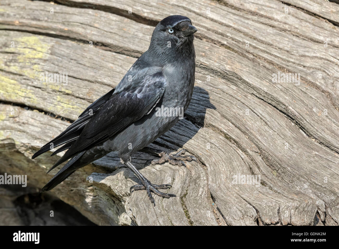 Jackdaw crow hi-res stock photography and images - Alamy