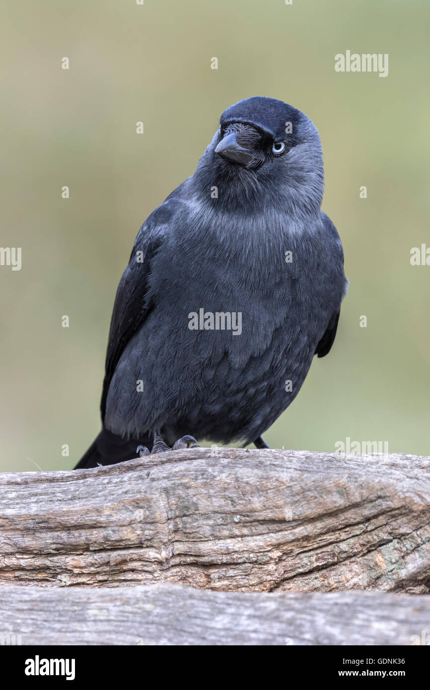 Small corvid hi-res stock photography and images - Alamy