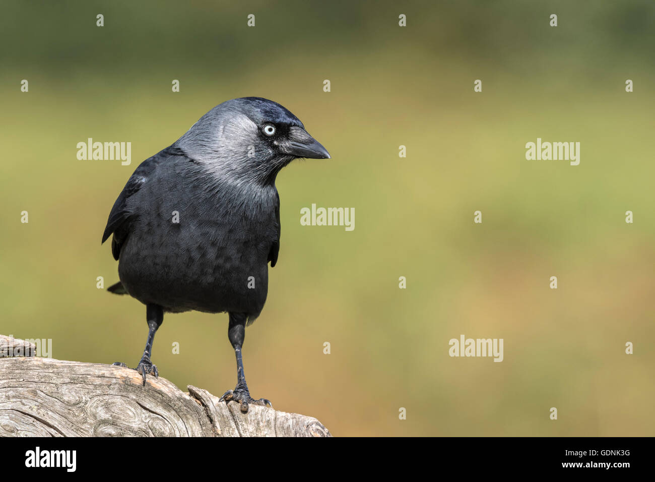 Adult european jackdaw hi-res stock photography and images - Alamy