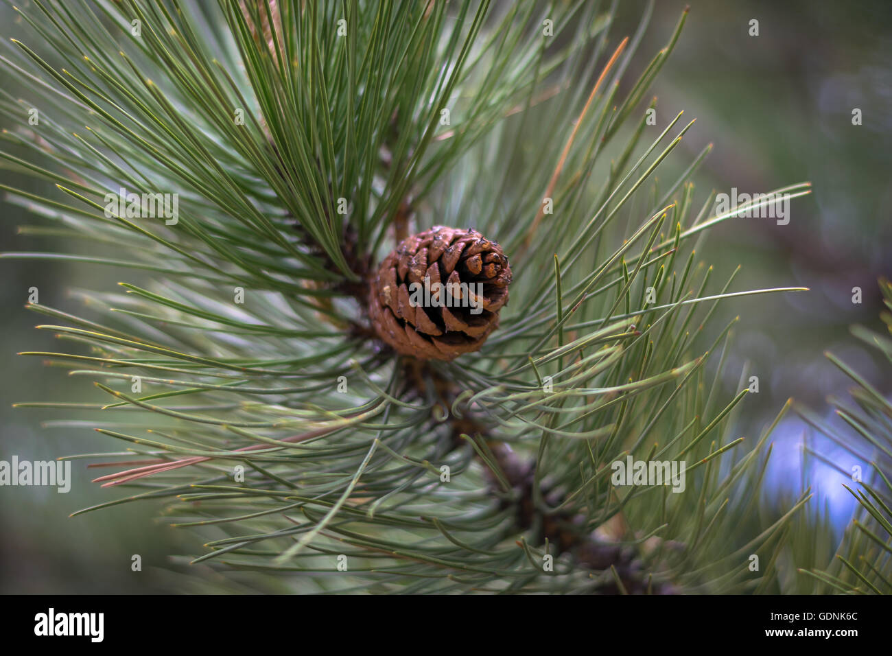 Ponderosa Pine cone Stock Photo - Alamy