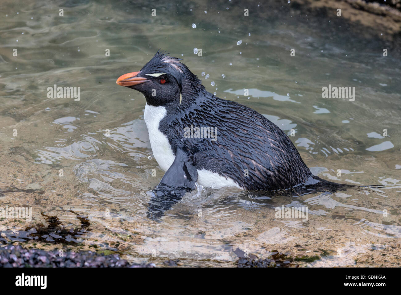 Rockhopper Penguin washing in pool Stock Photo - Alamy
