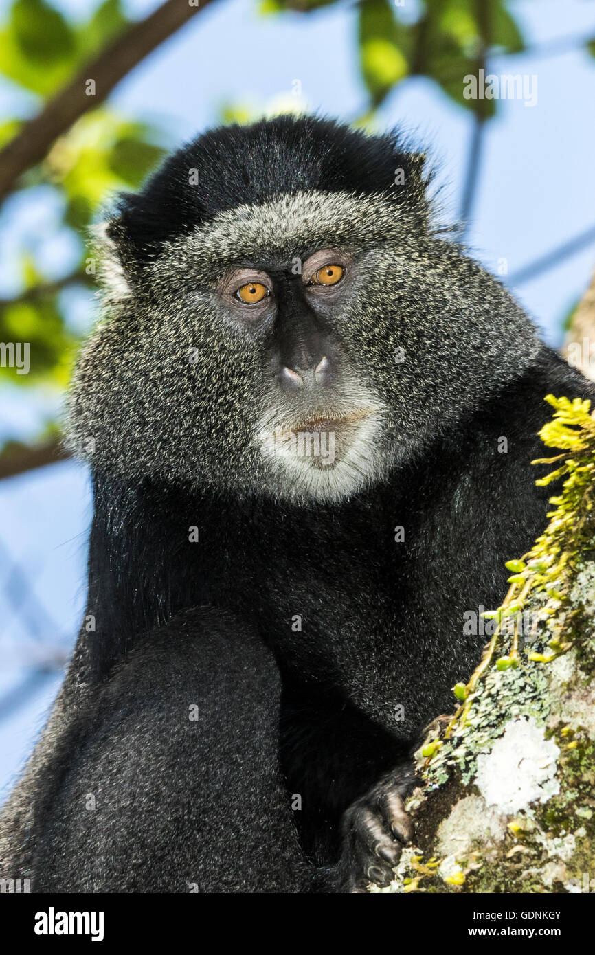 Blue monkey hi-res stock photography and images - Alamy