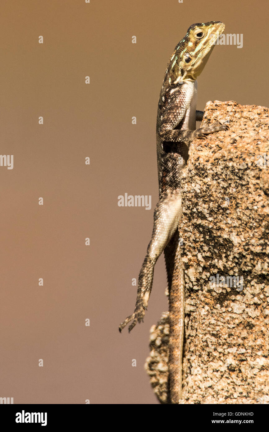 Stretching, morning, sun hi-res stock photography and images - Alamy