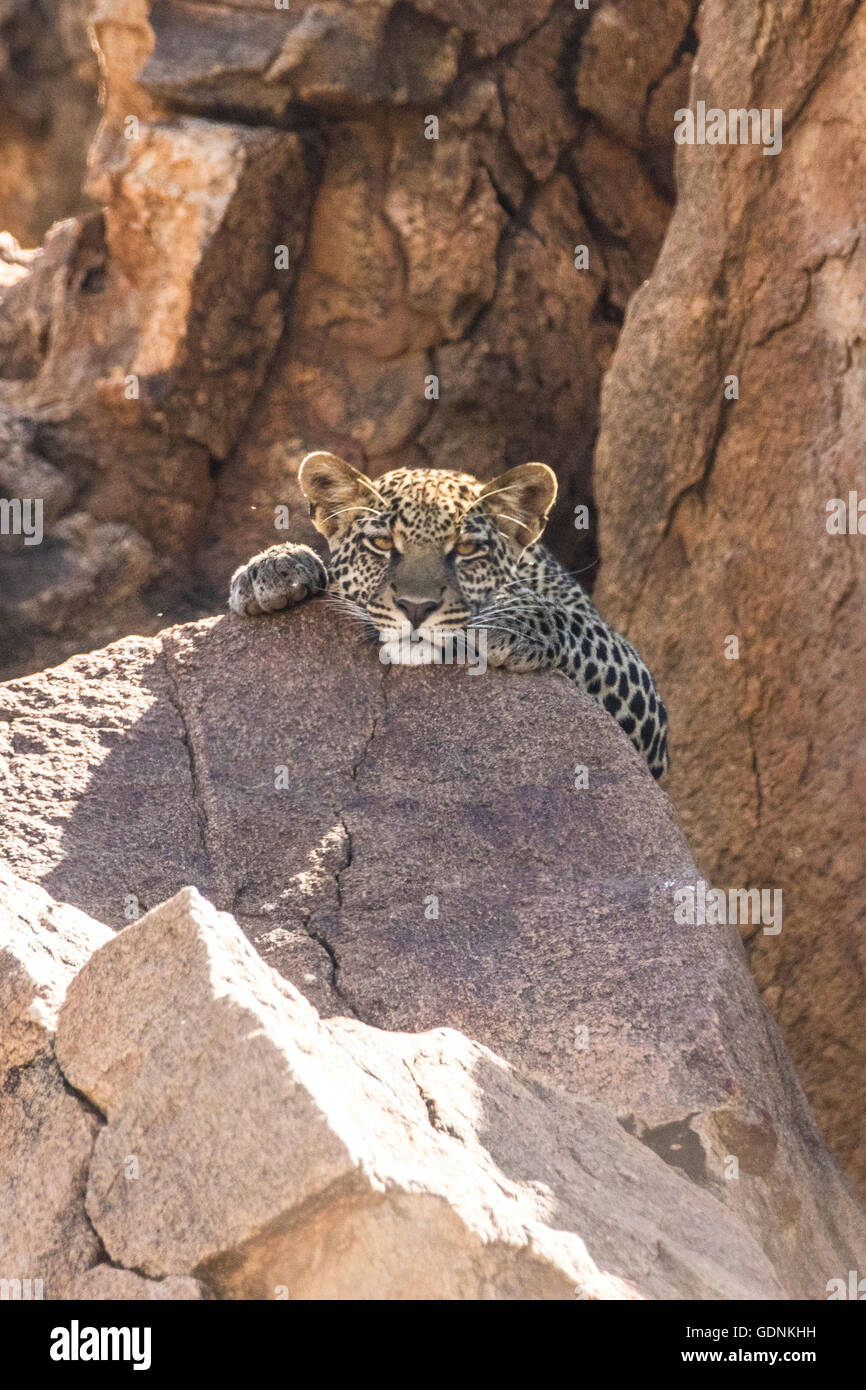 Leopard in morning light hi-res stock photography and images - Alamy