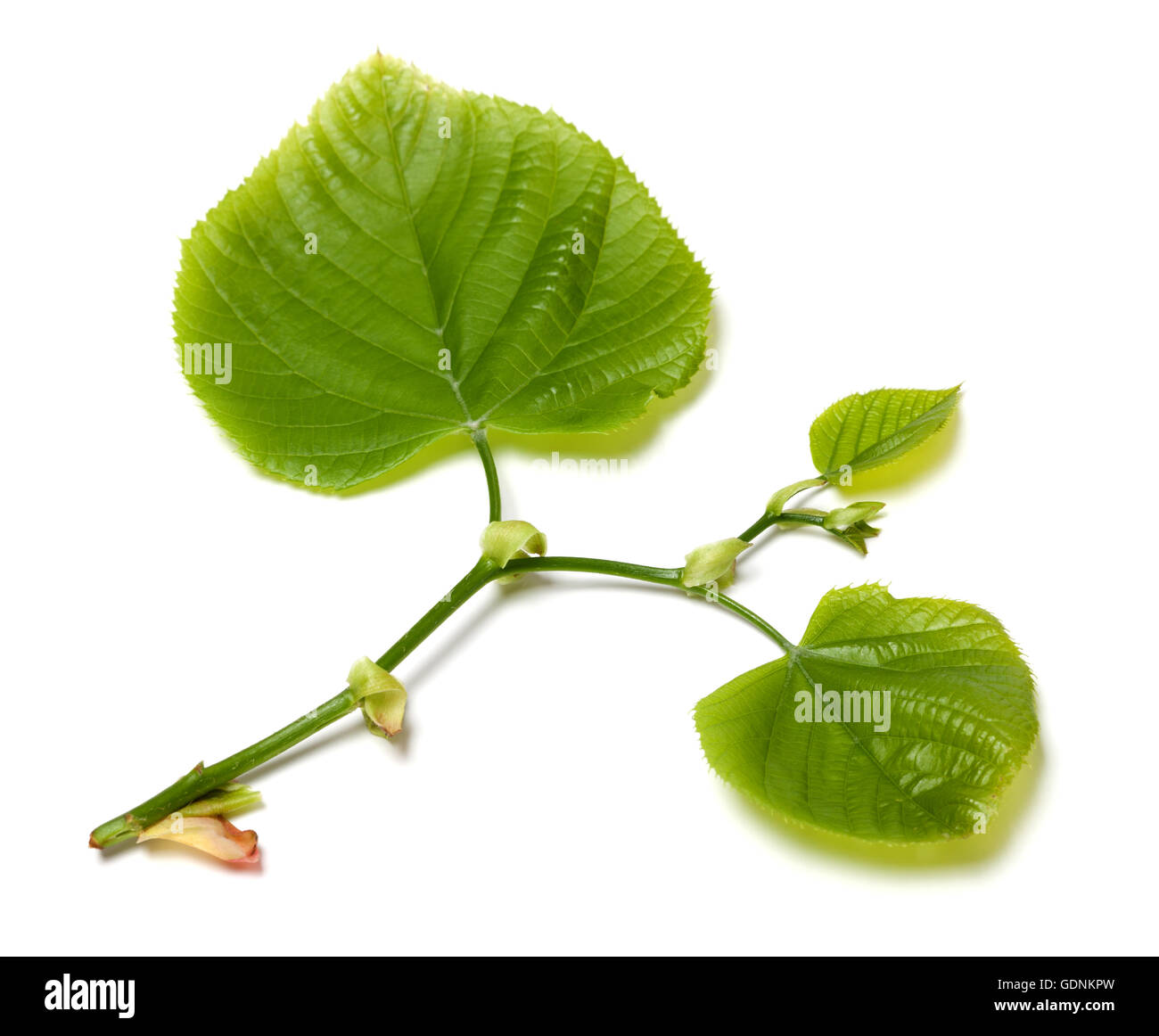 Green linden-tree leafs. Isolated on white background Stock Photo - Alamy