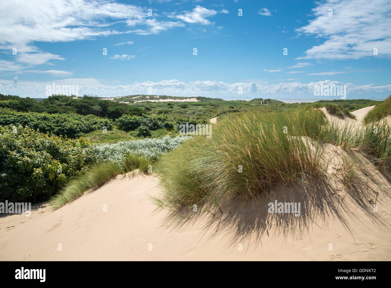 Sand dunes at Formby point, Merseyside on a lovely sunny summer day ...