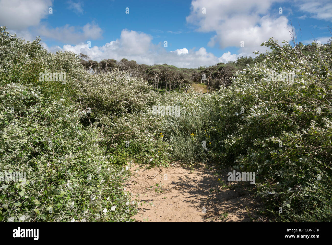Vegetation on sand dunes at Formby point, Merseyside, England Stock ...