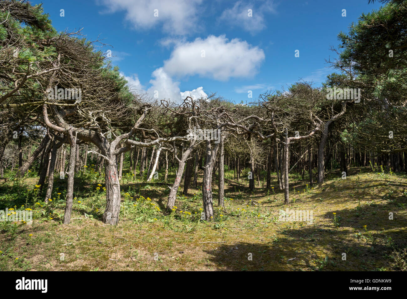 Windswept pine trees on the sand dunes at Formby point, Merseyside ...