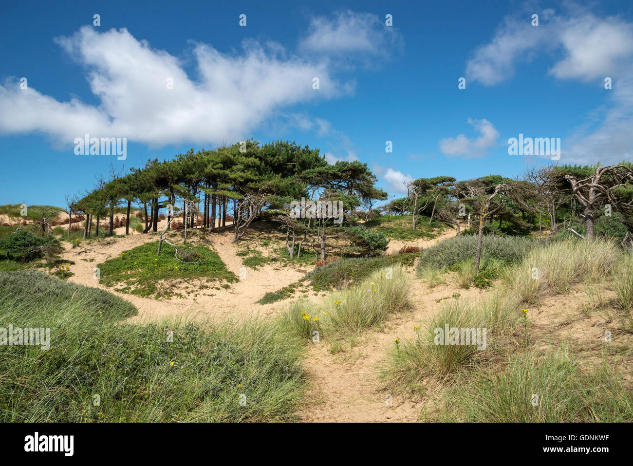 Windswept pine trees on the sand dunes at Formby point, Merseyside ...