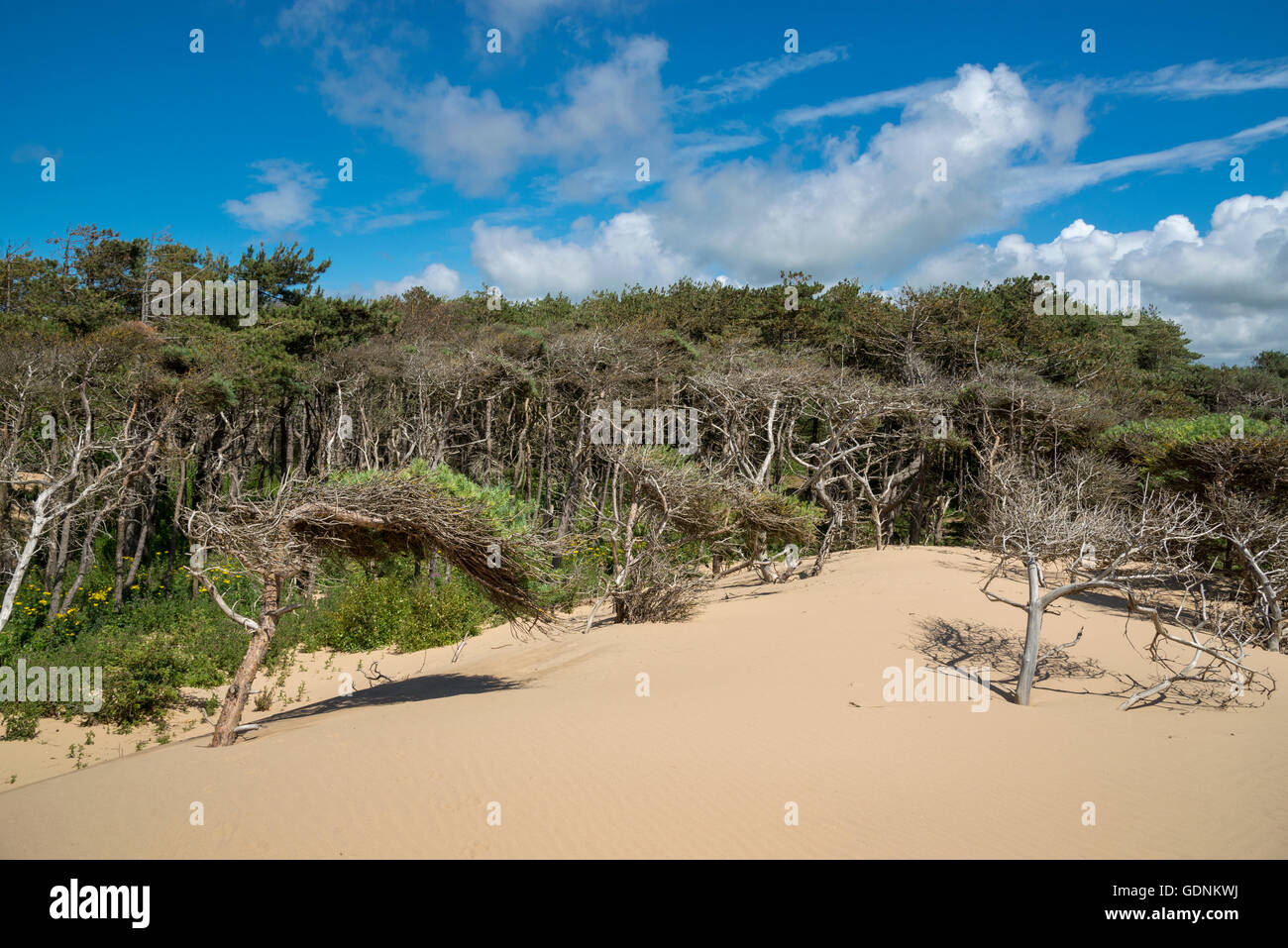 Windswept pine trees on the sand dunes at Formby point, Merseyside ...