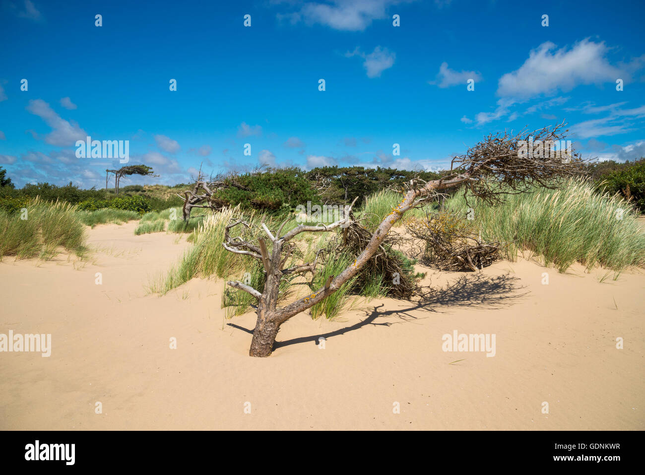 Windswept pine trees on the sand dunes at Formby point, Merseyside ...