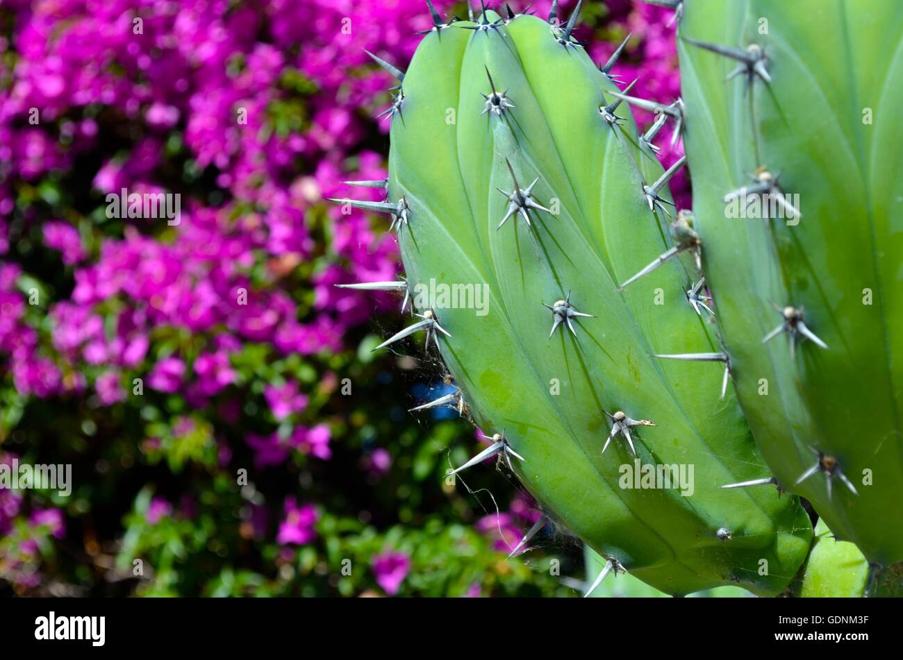 Cactus in gardens in Monte Carlo, Monaco Stock Photo - Alamy