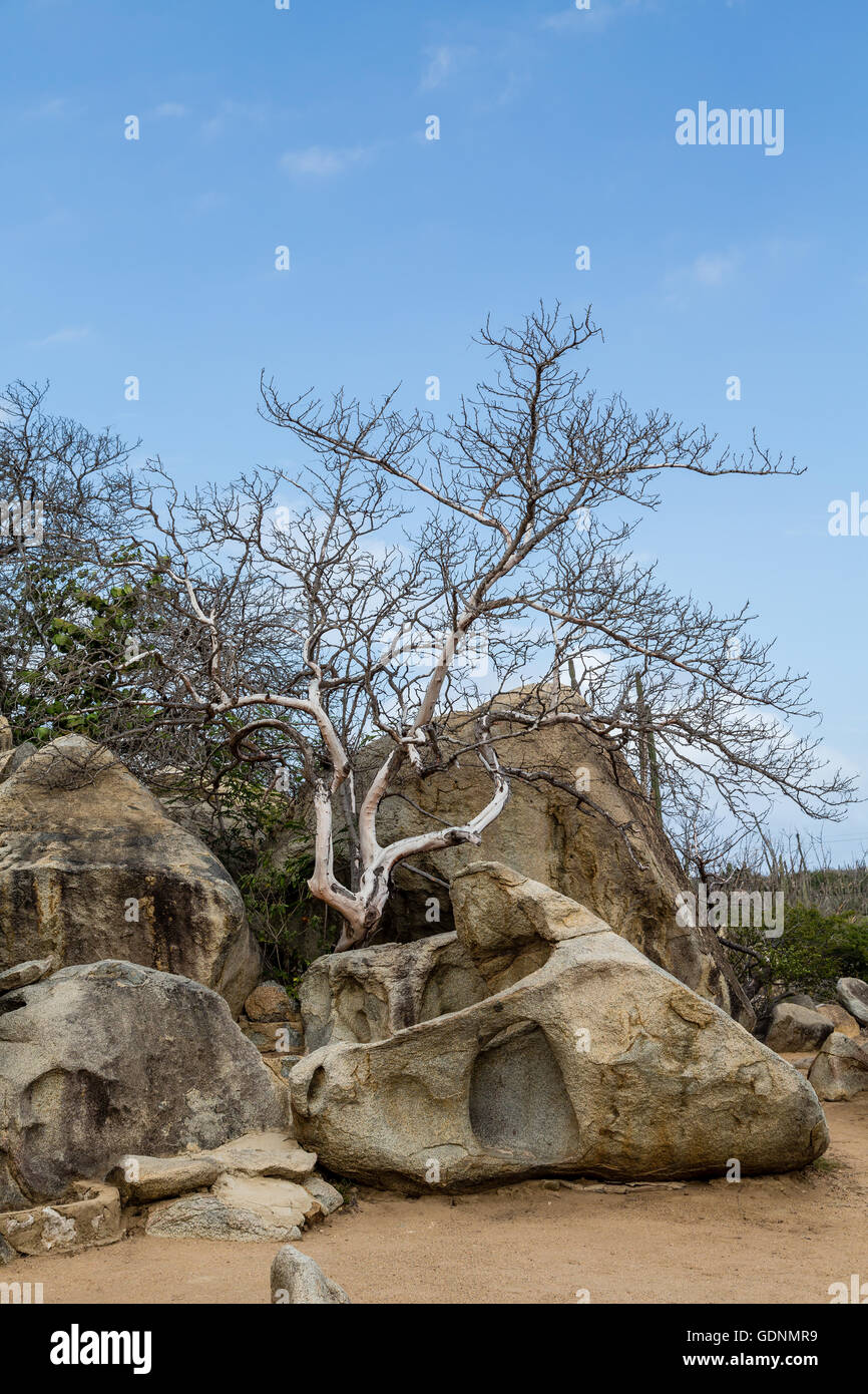 Boulders, Divi Divi Trees and Cactus in Aruba Garden Stock Photo - Alamy