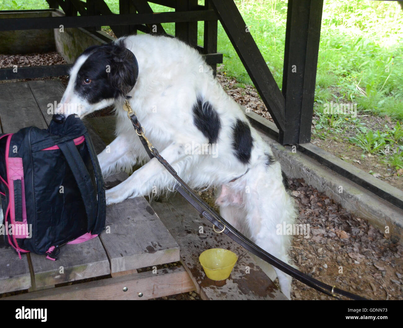 Leash on table hi-res stock photography and images - Alamy
