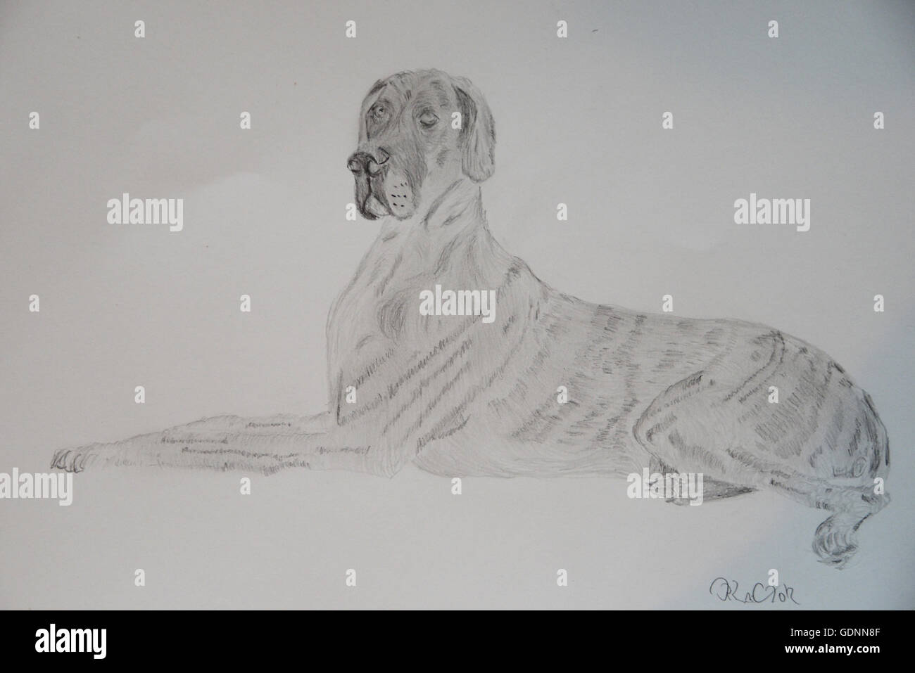 Pencil drawing of male Great Dane made by the photographer = me Stock ...