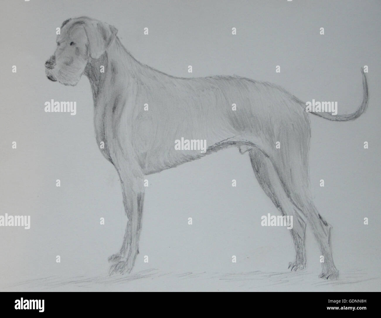 Pencil the dog hi-res stock photography and images - Alamy