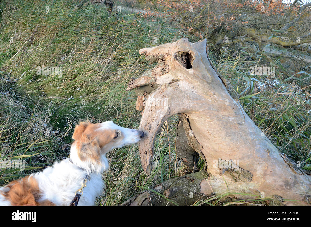 Borzoi dog meets Wooden Walrus. The roots from a tree that fell in a ...