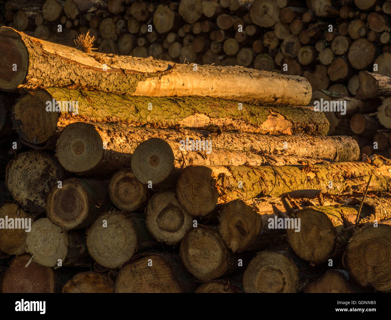 Log piles hi-res stock photography and images - Alamy